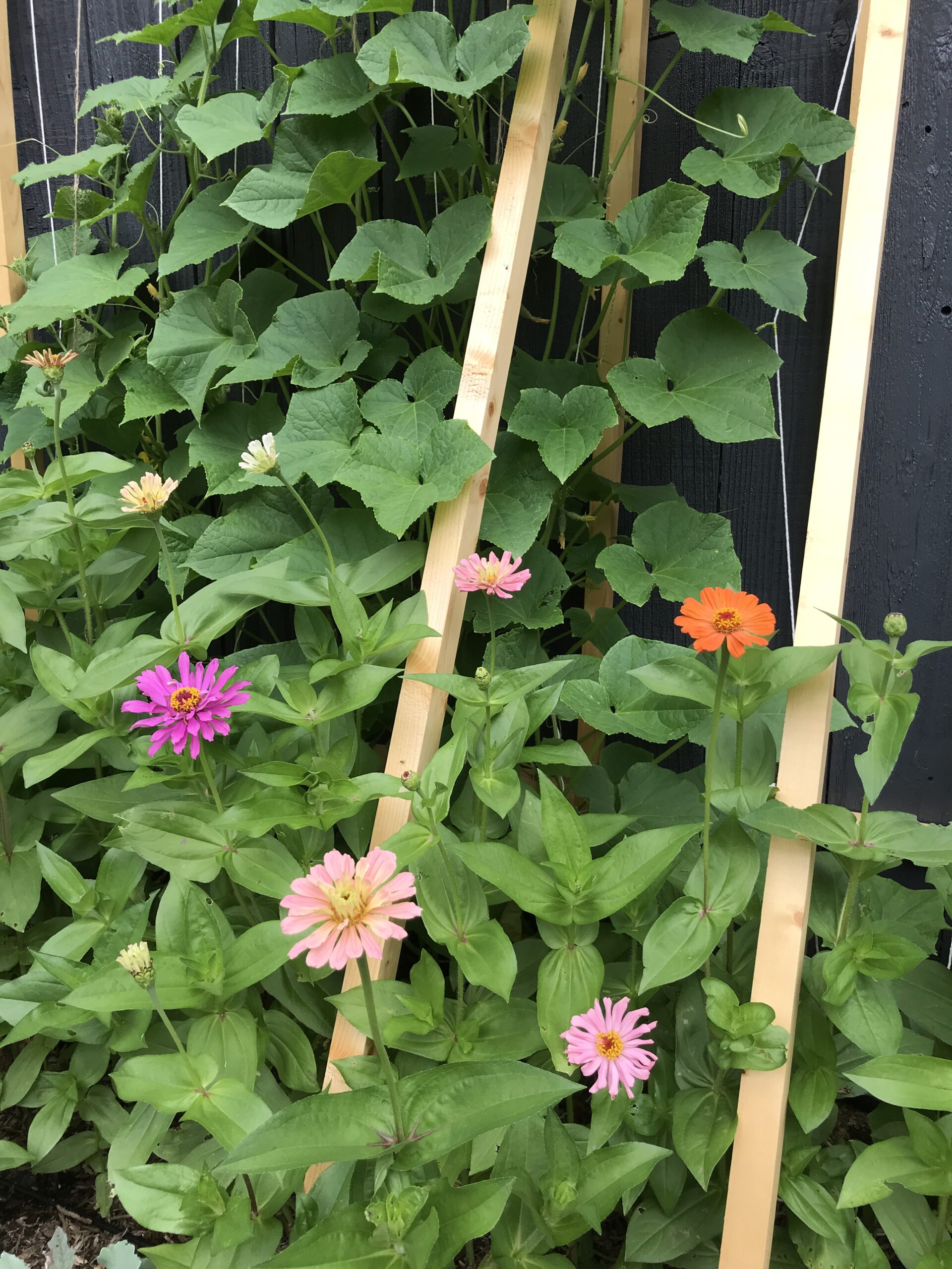 Home - Kitchen Gardens